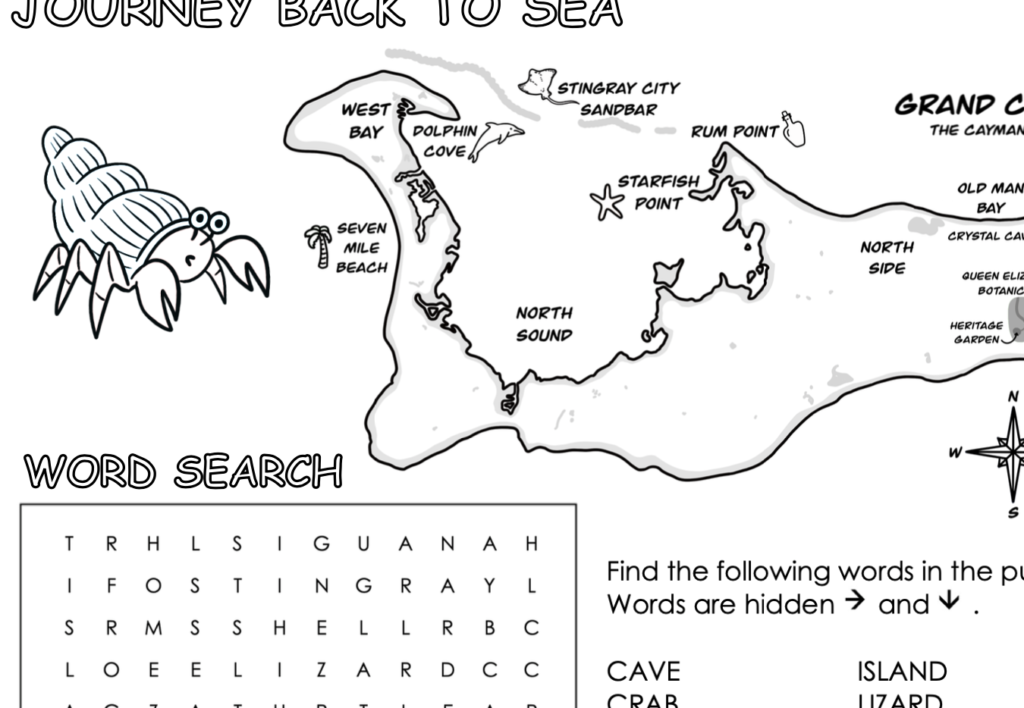 Hugo the Hermit Crab - Release - Blog - Spring Cedars